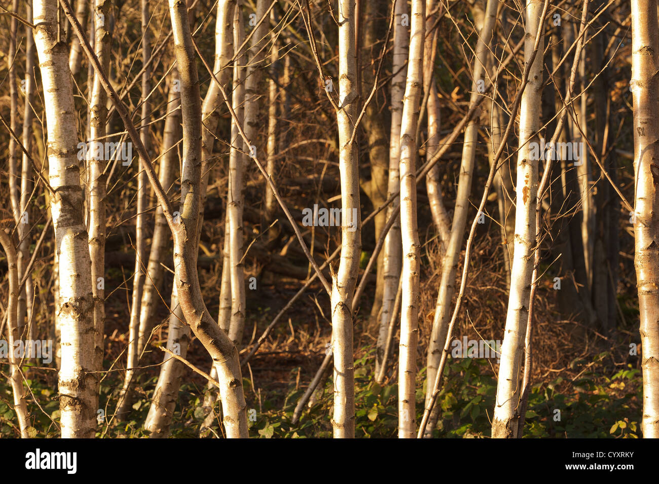 Glancing sun set rays of light grace tree trunks of deciduous woodland ...