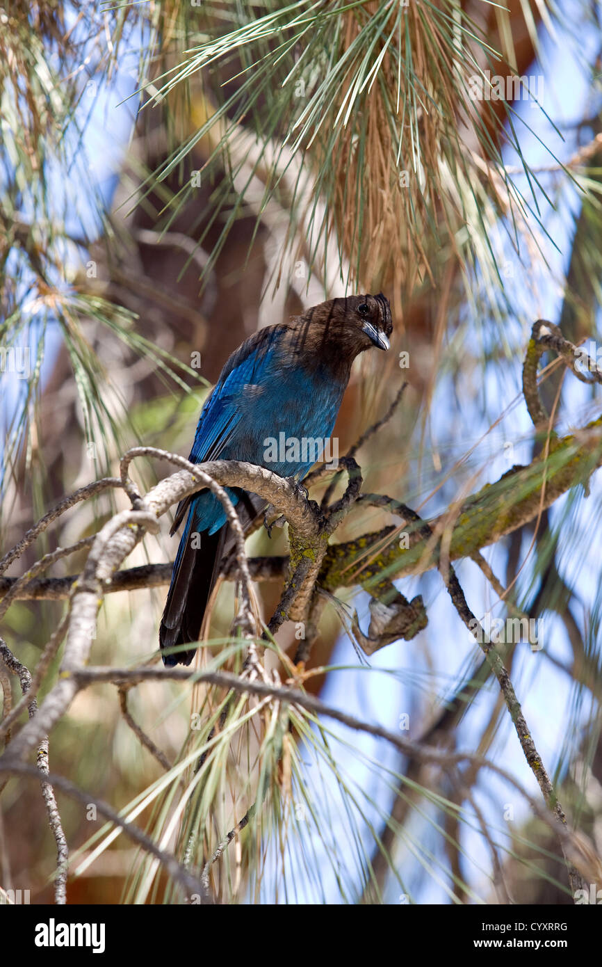 Blue jay bird flying hi-res stock photography and images - Alamy
