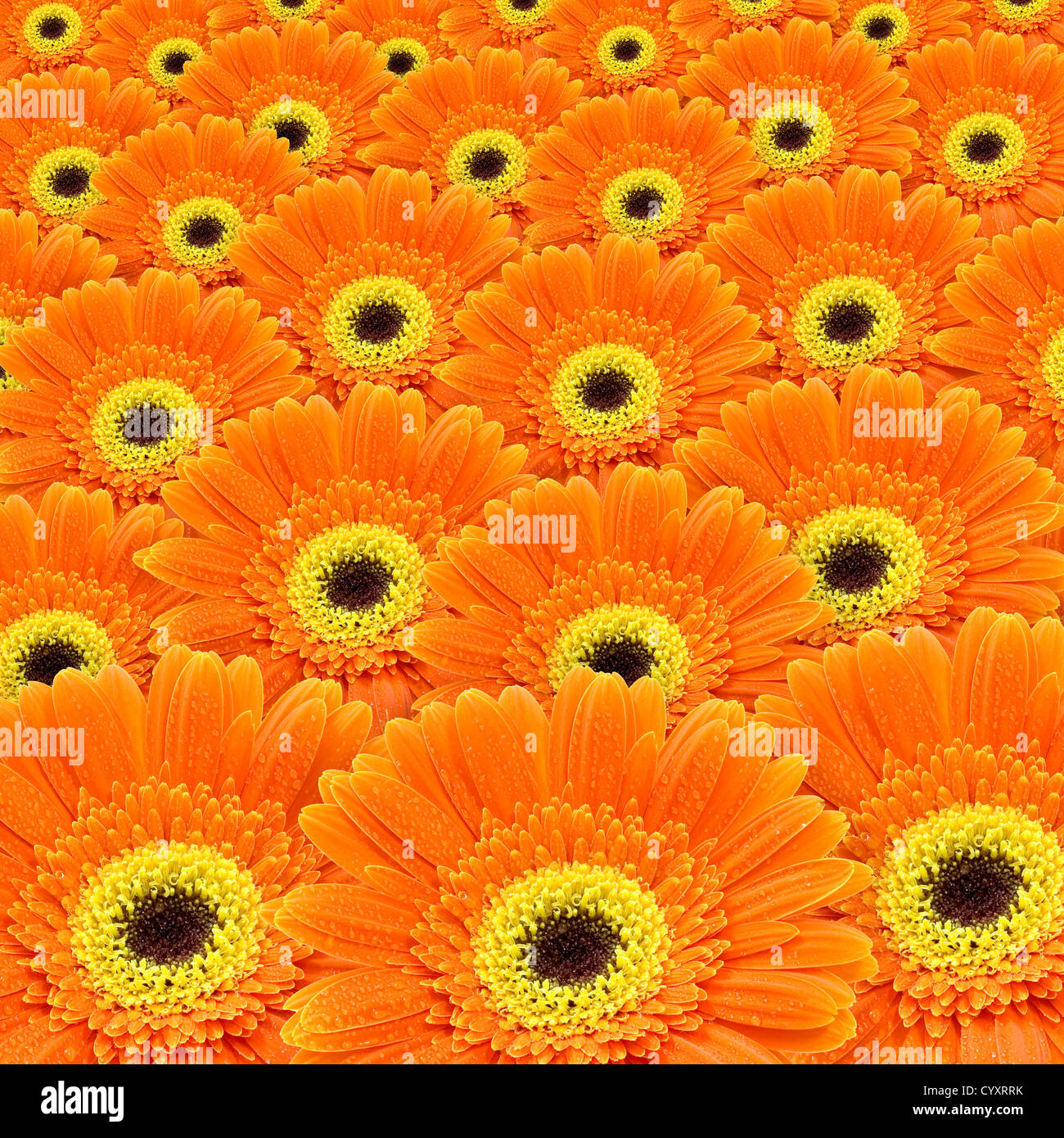 Gerbers hi-res stock photography and images - Alamy