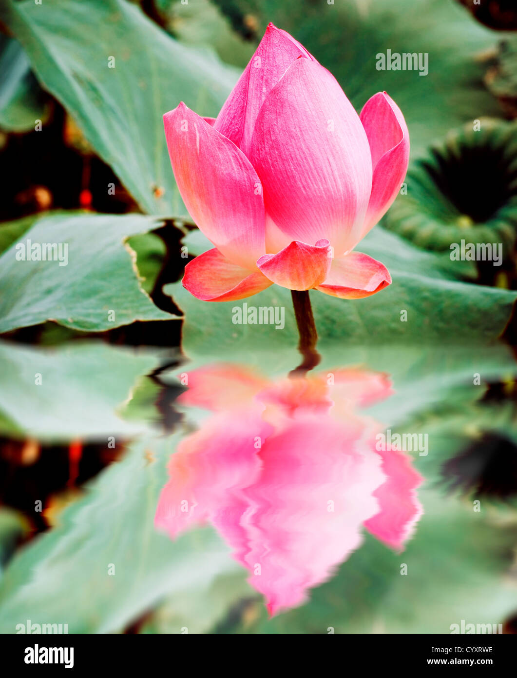 Beautiful pink lotus background hi-res stock photography and images - Alamy