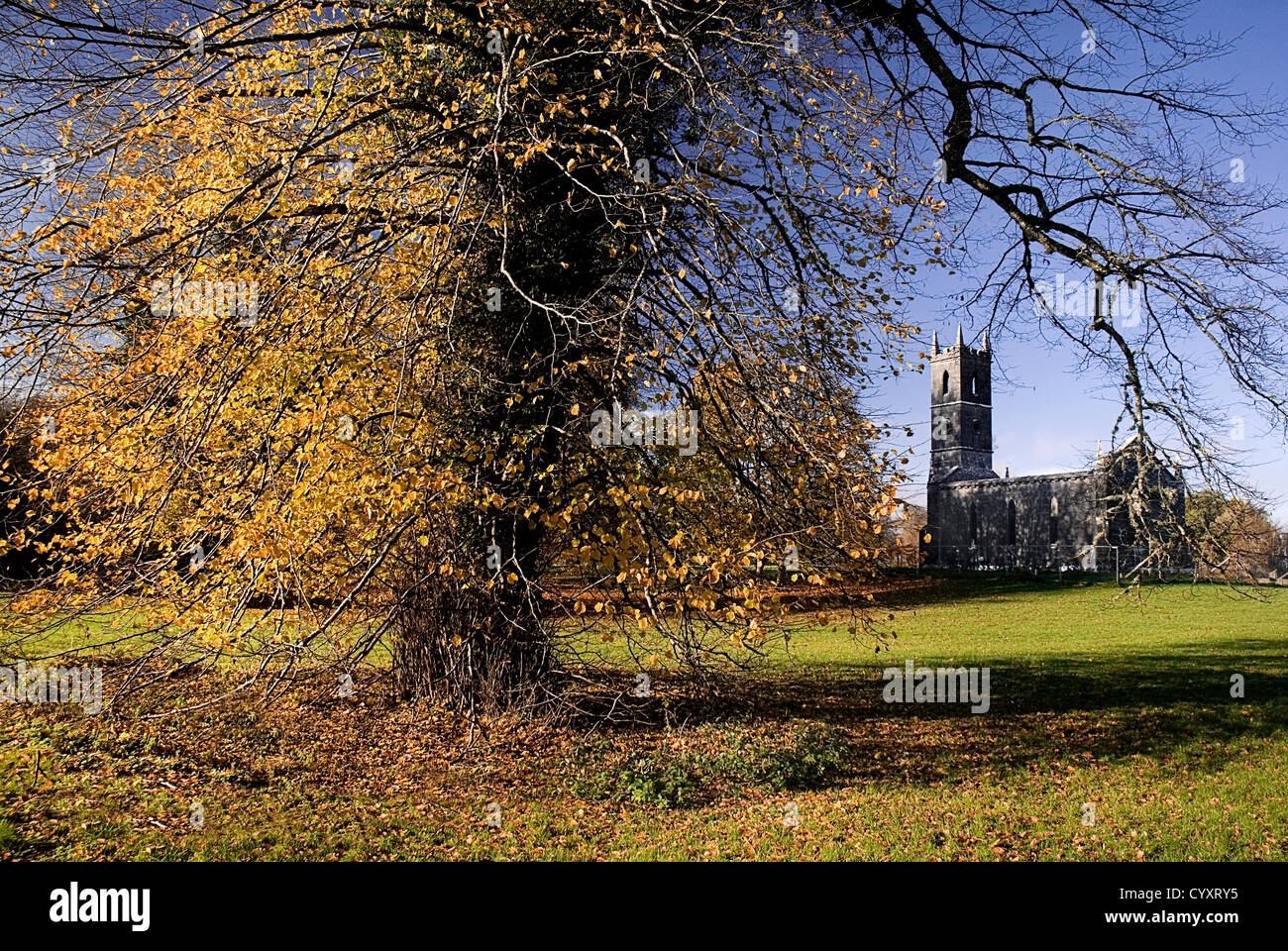 Lough Key forest park, church ruin and autumnal trees. Eire Irish ...