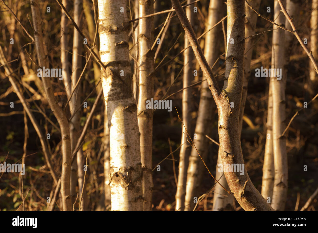 Glancing sun set rays of light grace tree trunks of deciduous woodland ...