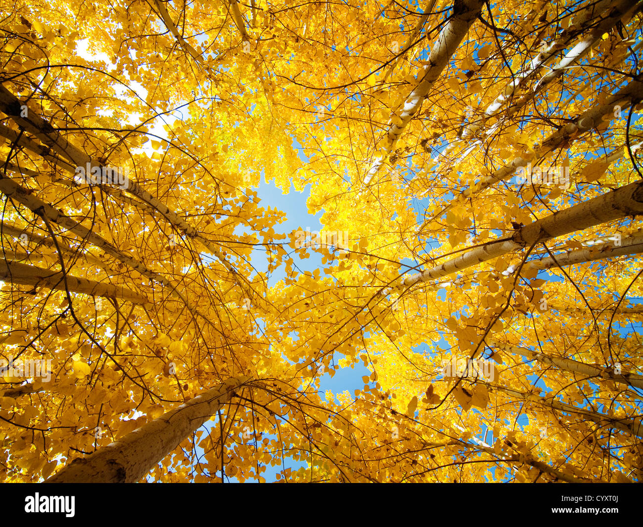Upward view of Fall Aspen Trees Stock Photo - Alamy