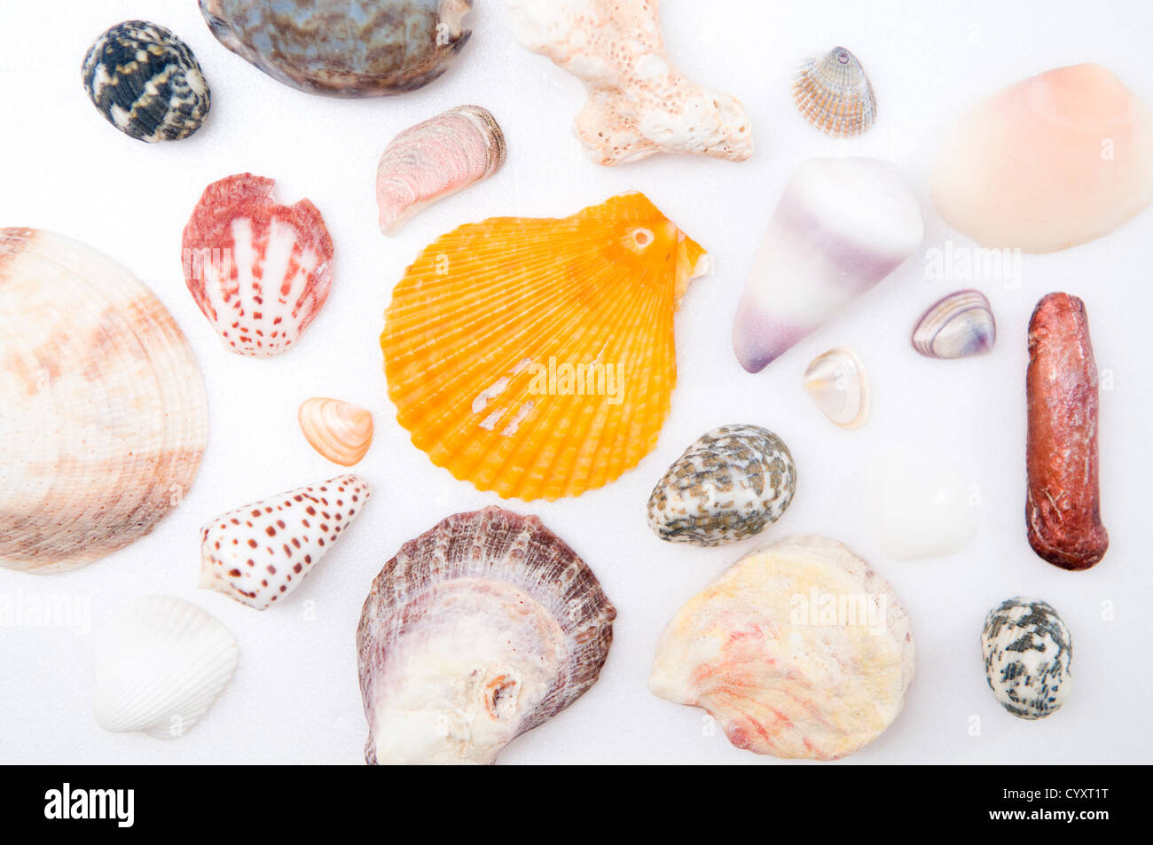 Seashells on white background Stock Photo - Alamy