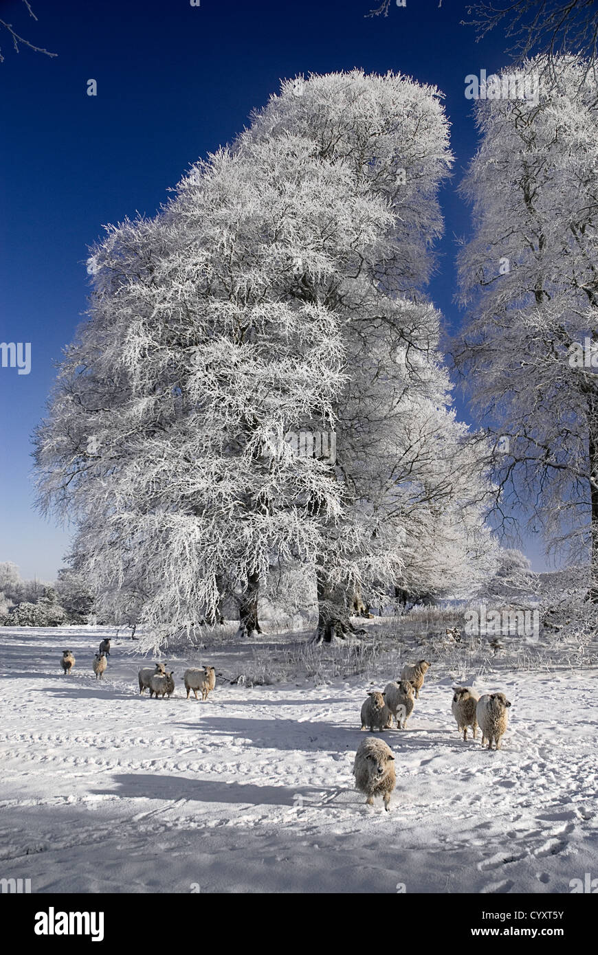 Castle grounds, sheep with frost covered tree. Eire Irish Northern ...