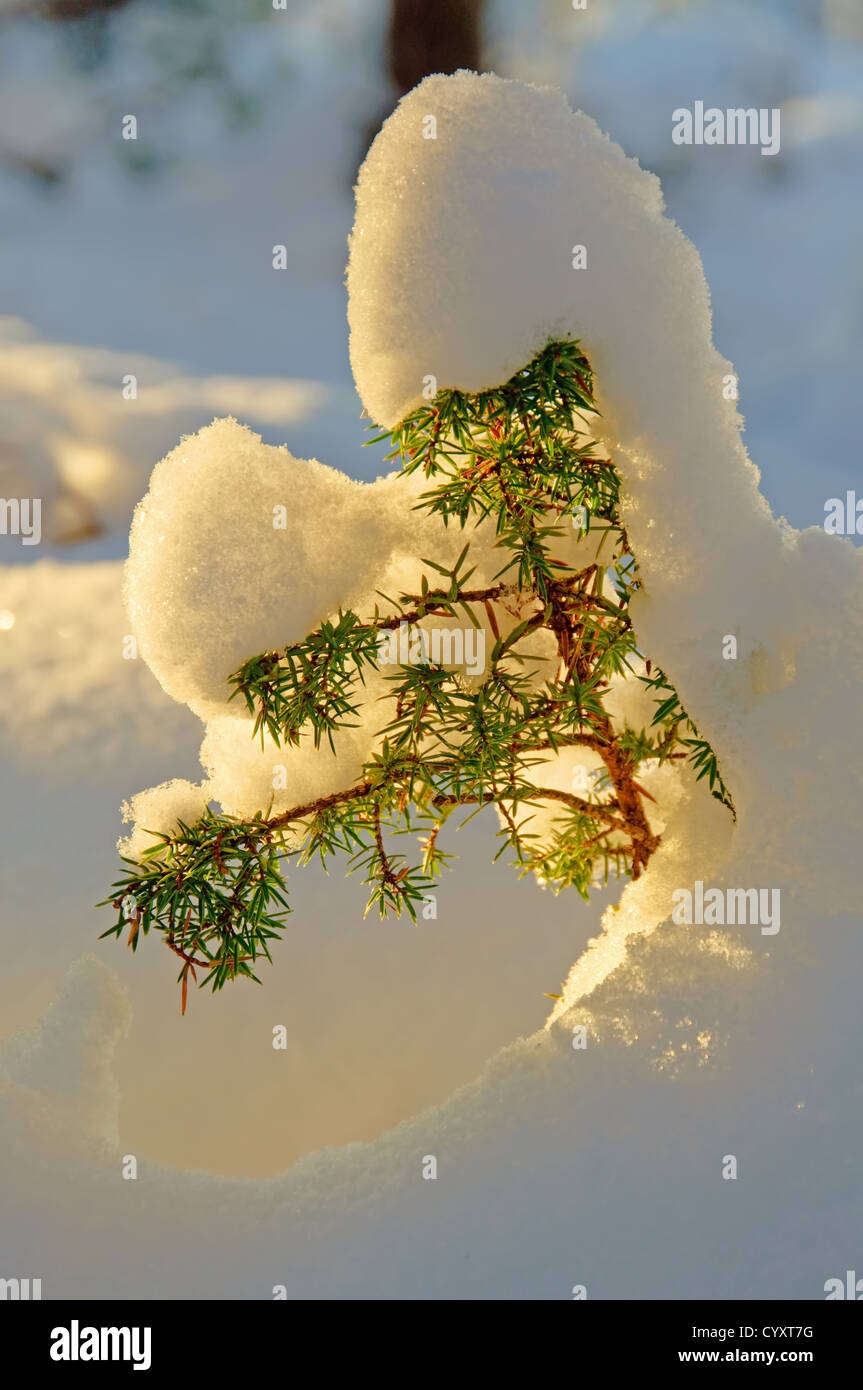 Heavy snow on a small tree Stock Photo - Alamy