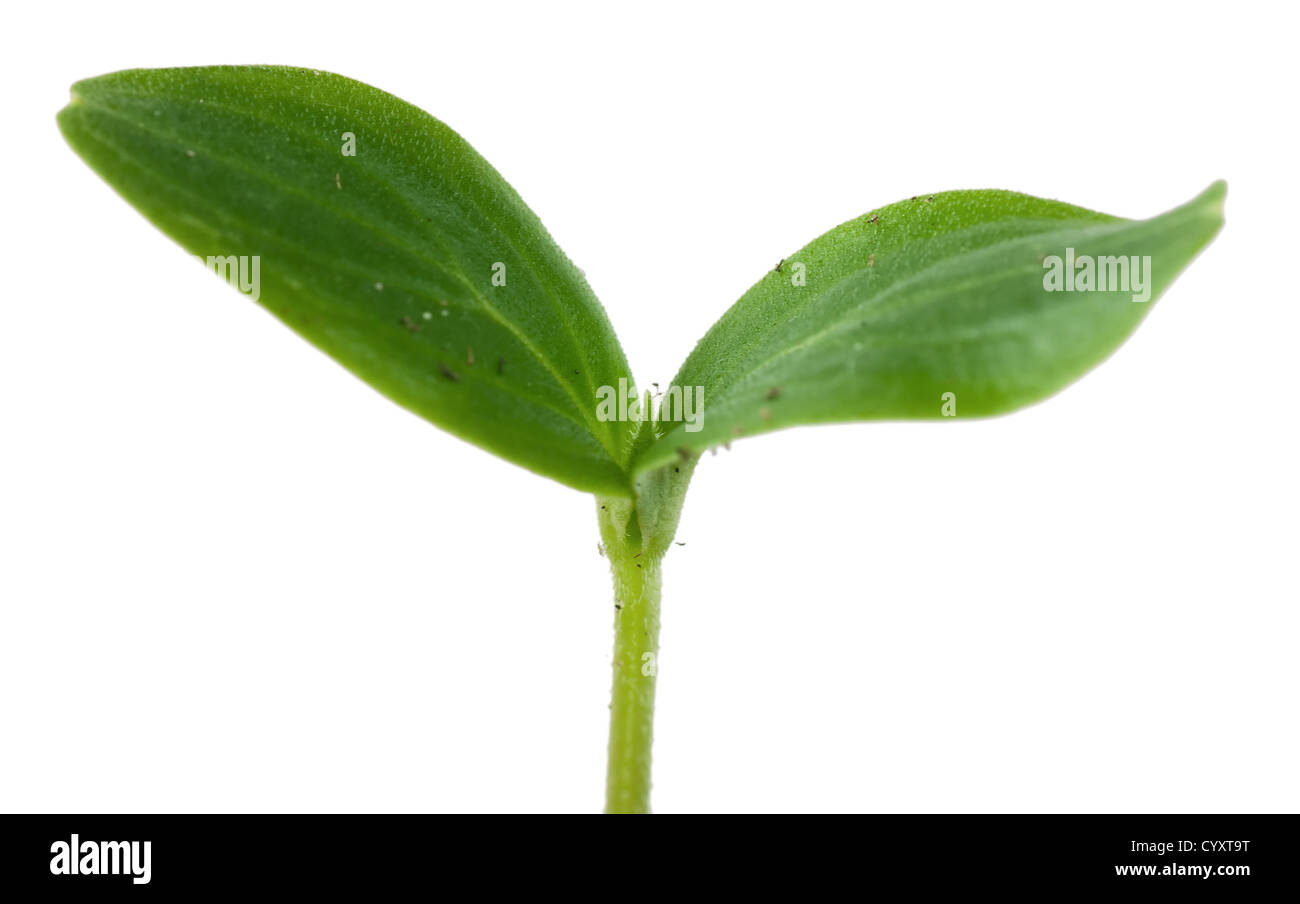 Small plant isolated over white background Stock Photo - Alamy