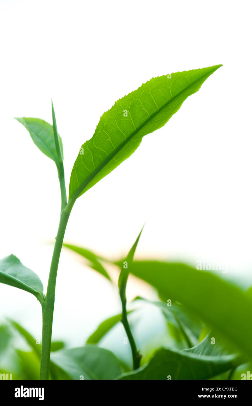 Close up tea leaves with morning sunlight Stock Photo - Alamy