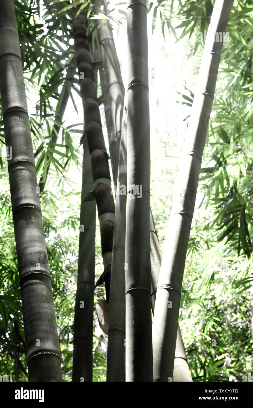 Asian Bamboo forest landscape with morning sunbeam Stock Photo - Alamy