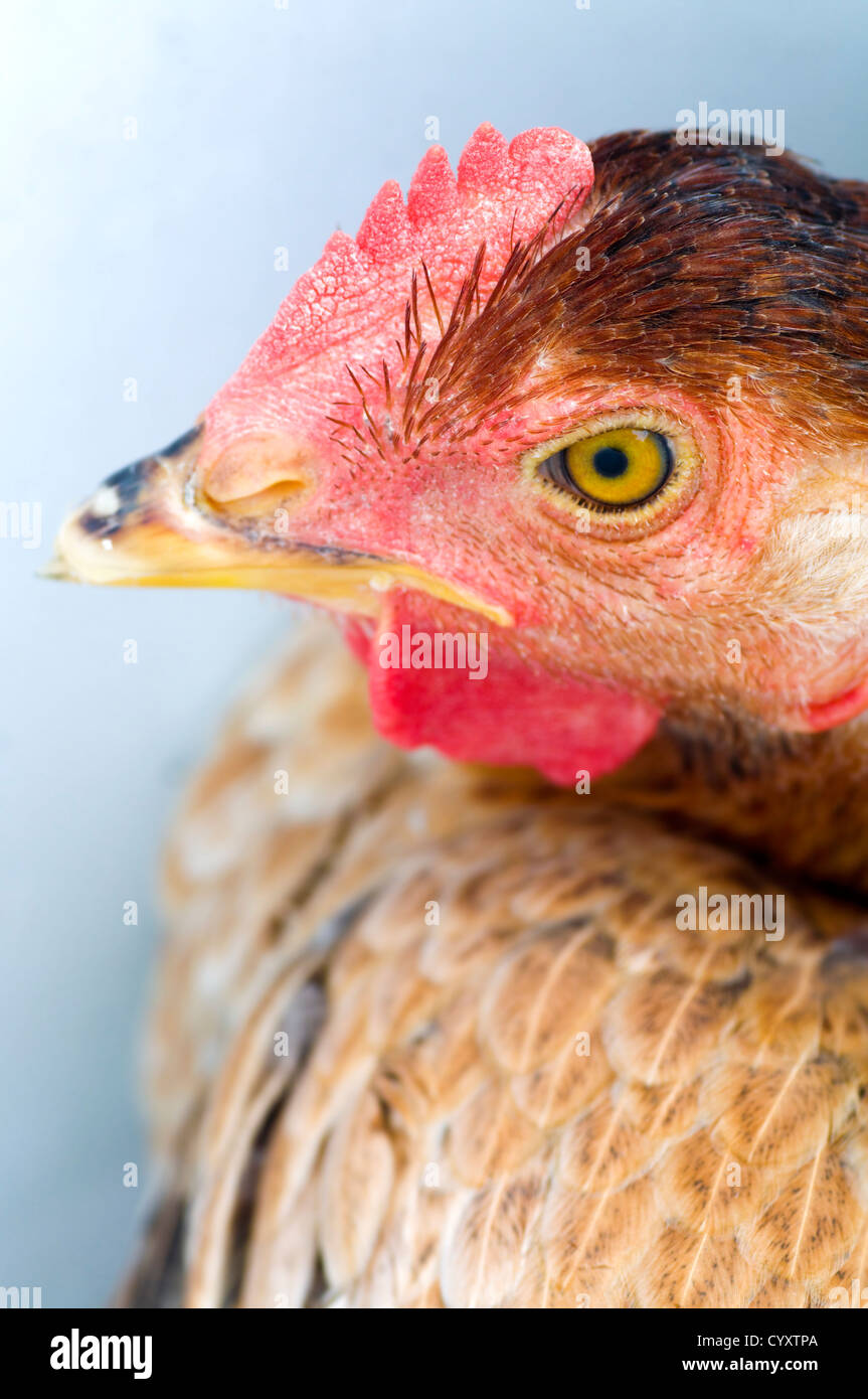 Barnyard hen hi-res stock photography and images - Alamy