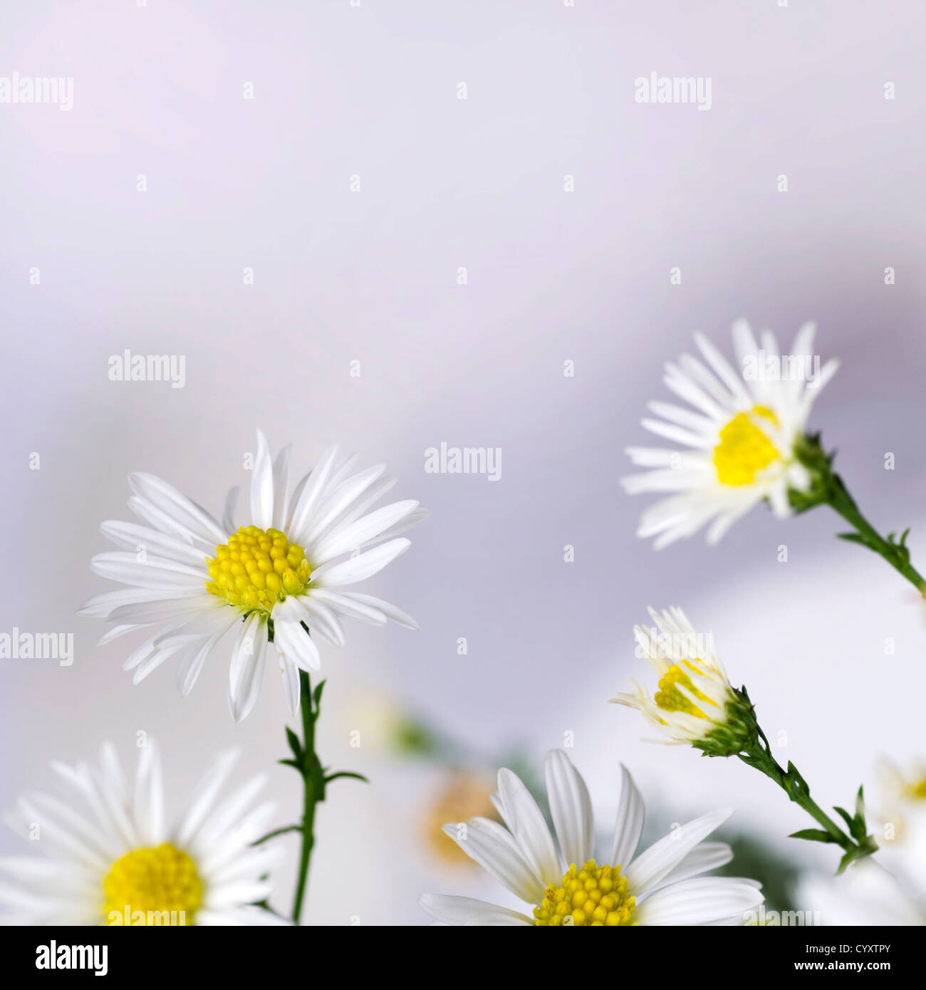 A beautiful border from white Daisies Shallow depth of field Stock ...