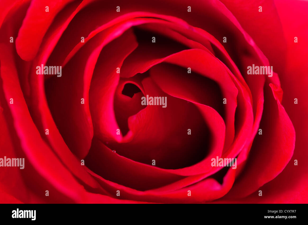 Close up of red rose, overhead view Stock Photo - Alamy