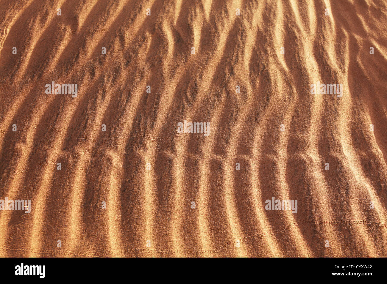 snake footprints on sand Stock Photo - Alamy