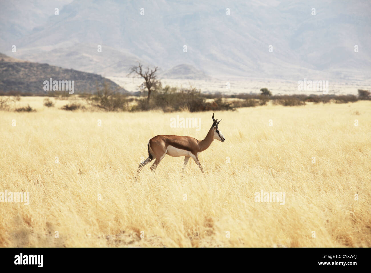 Sprinbok hi-res stock photography and images - Alamy