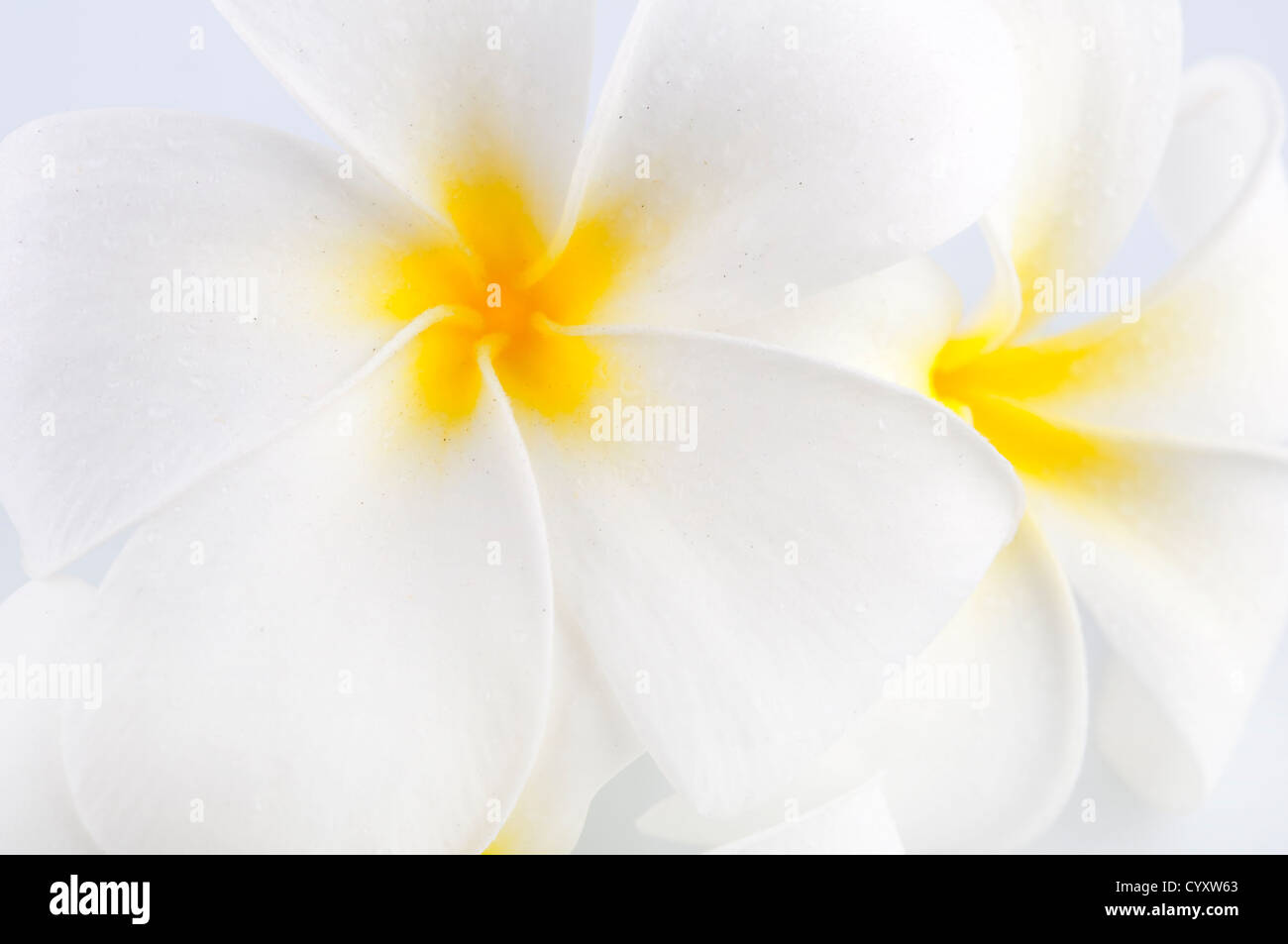 Close up photo of white Frangipani flower Stock Photo - Alamy