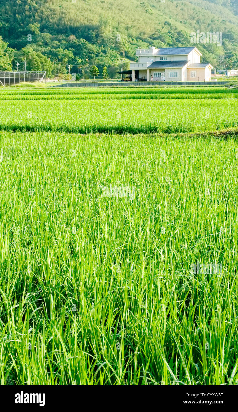 It is a landscape of green farm and small village Stock Photo - Alamy
