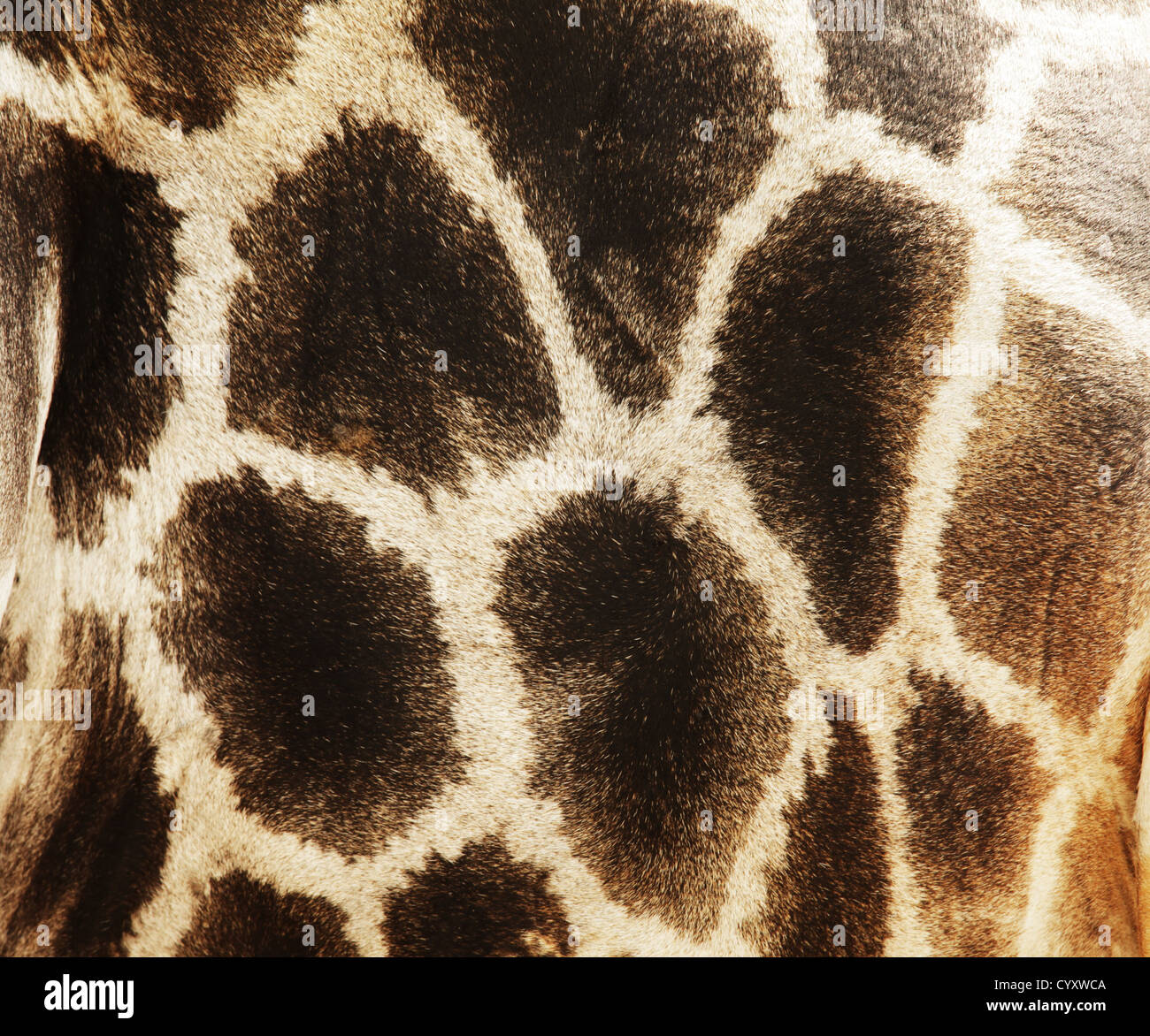 Giraffe texture hi-res stock photography and images - Alamy