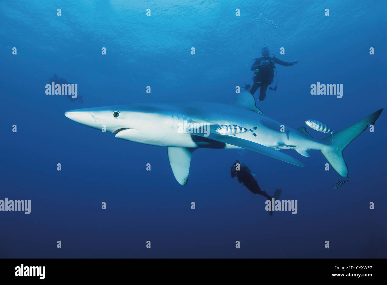 Portugal, Scuba divers swimming with blue shark Stock Photo - Alamy