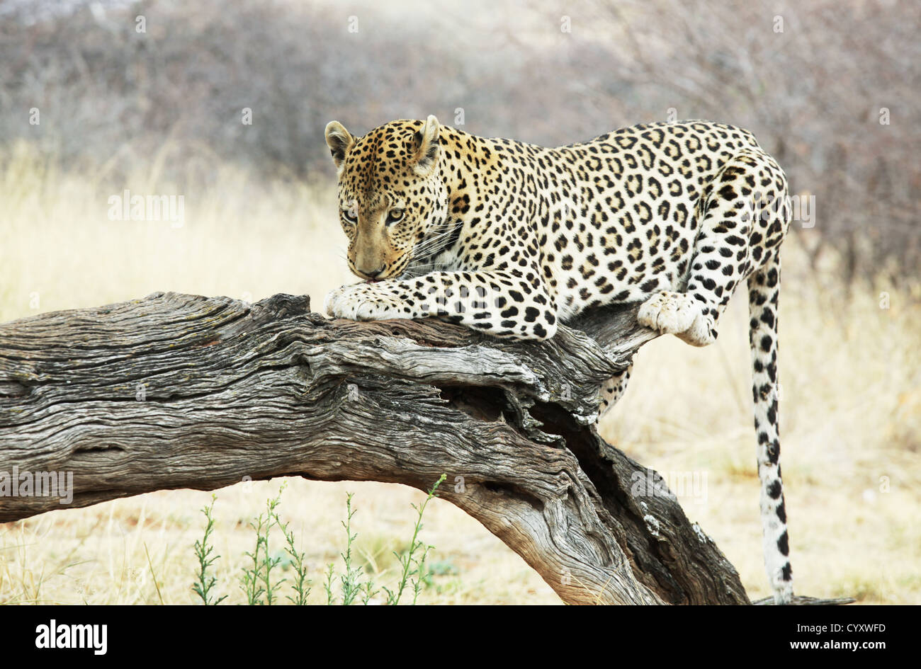 Leopard on tree Stock Photo - Alamy