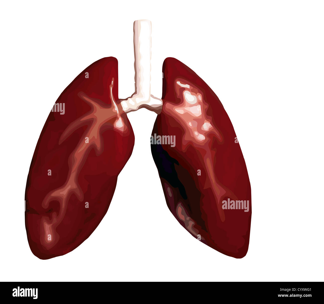 Human lung real hi-res stock photography and images - Alamy