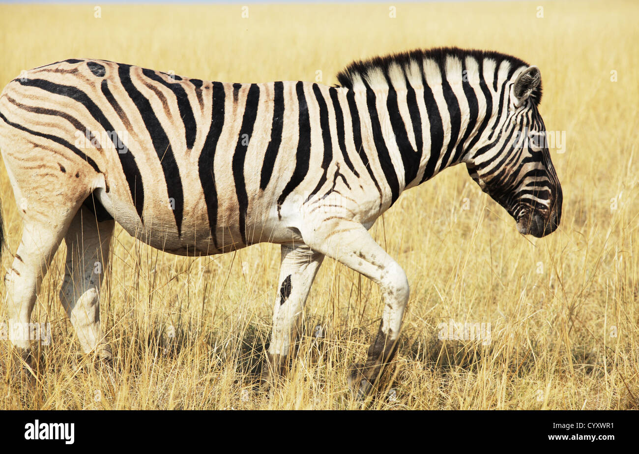 Zebra close up africa hi-res stock photography and images - Alamy