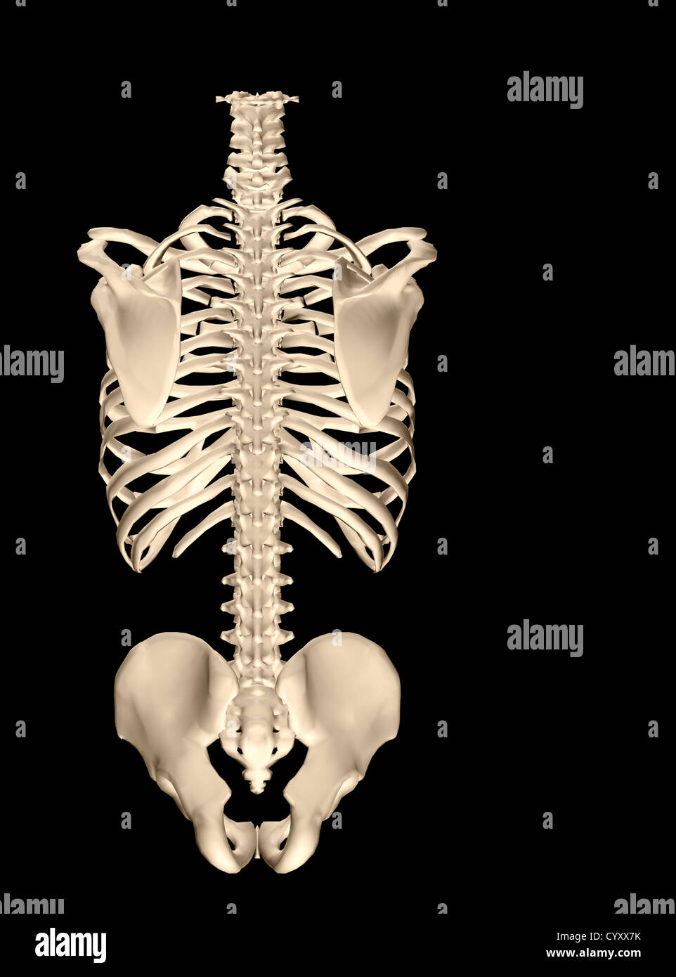 human torso skeletal system Stock Photo - Alamy