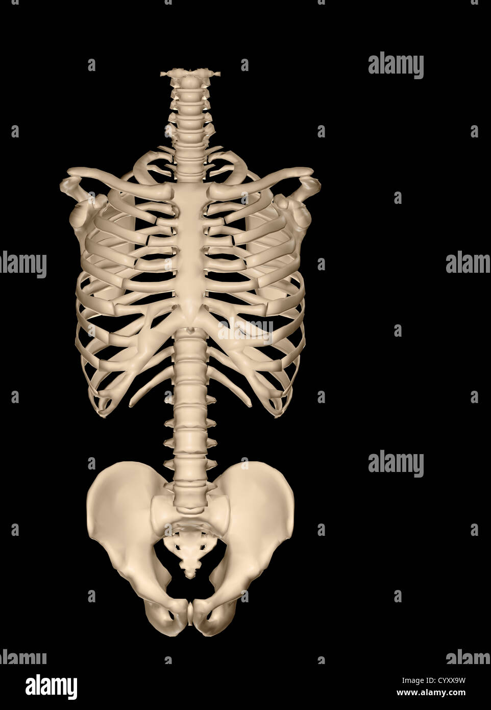 human torso skeletal system Stock Photo - Alamy