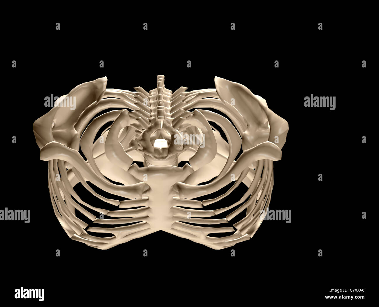 human torso skeletal system Stock Photo - Alamy