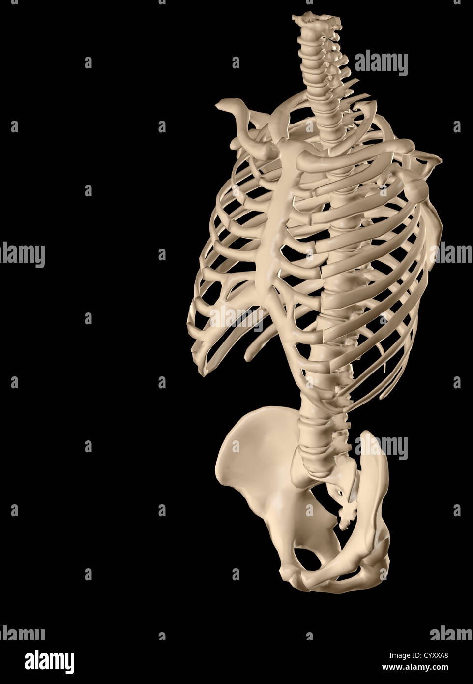 human torso skeletal system Stock Photo - Alamy