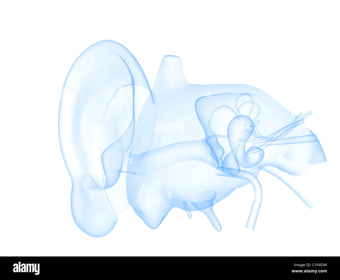 Ear wax anatomy hi-res stock photography and images - Alamy
