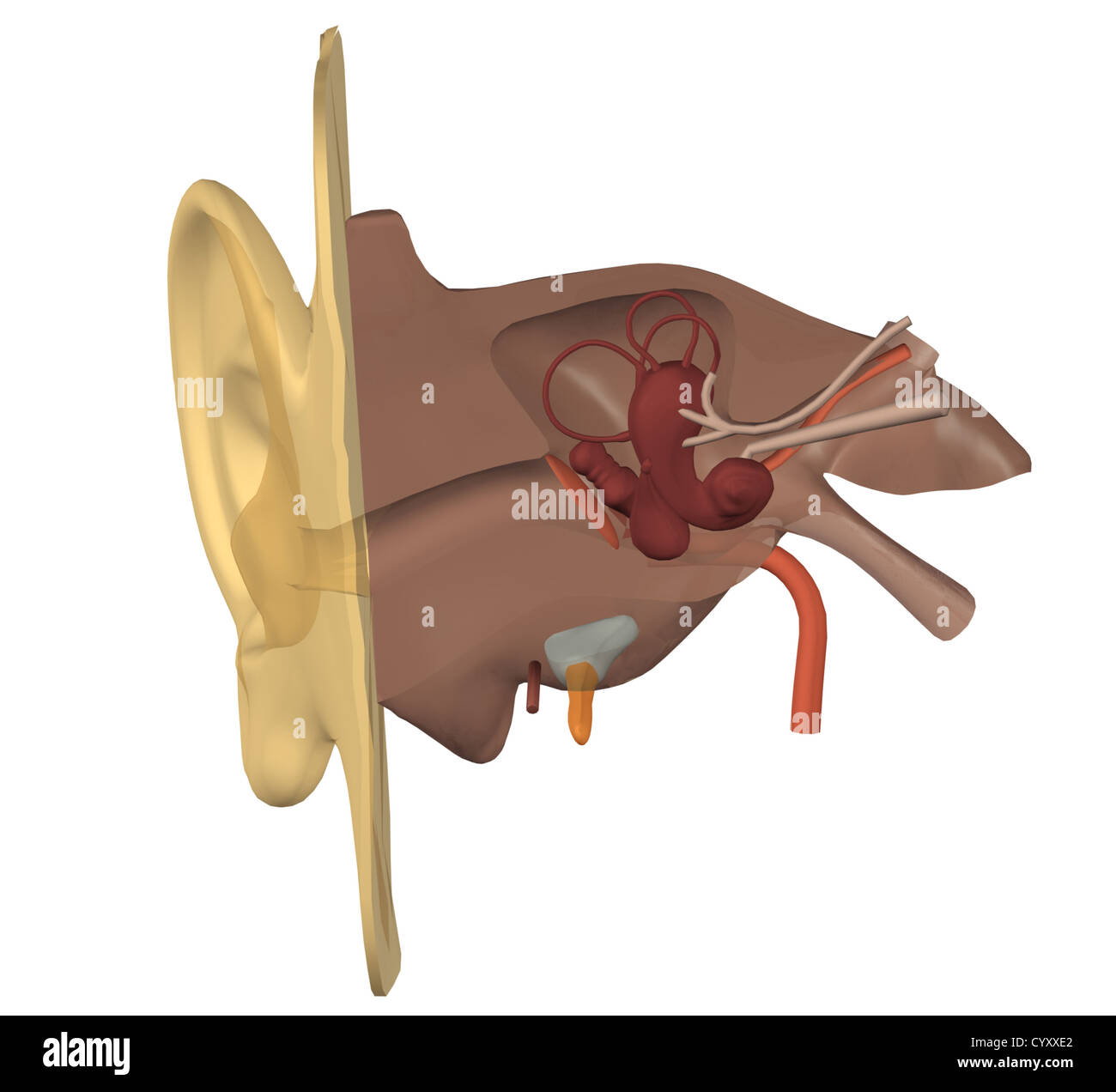 Anatomy of external ear hi-res stock photography and images - Alamy
