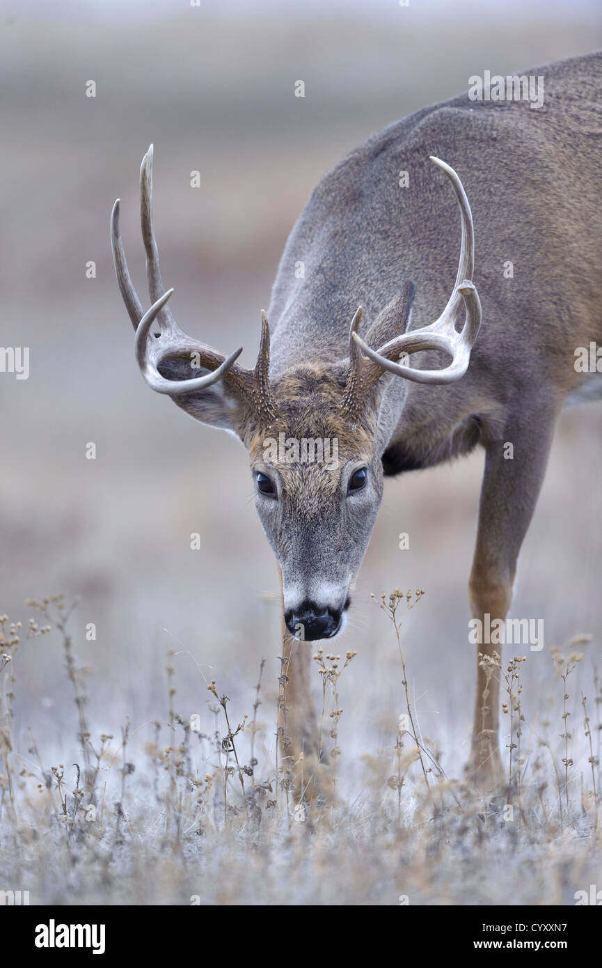 White Tailed Deer Buck Head