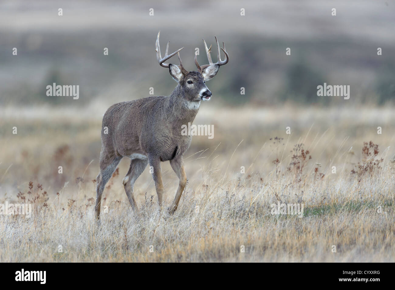 Whitetail deer trophy hi-res stock photography and images - Alamy