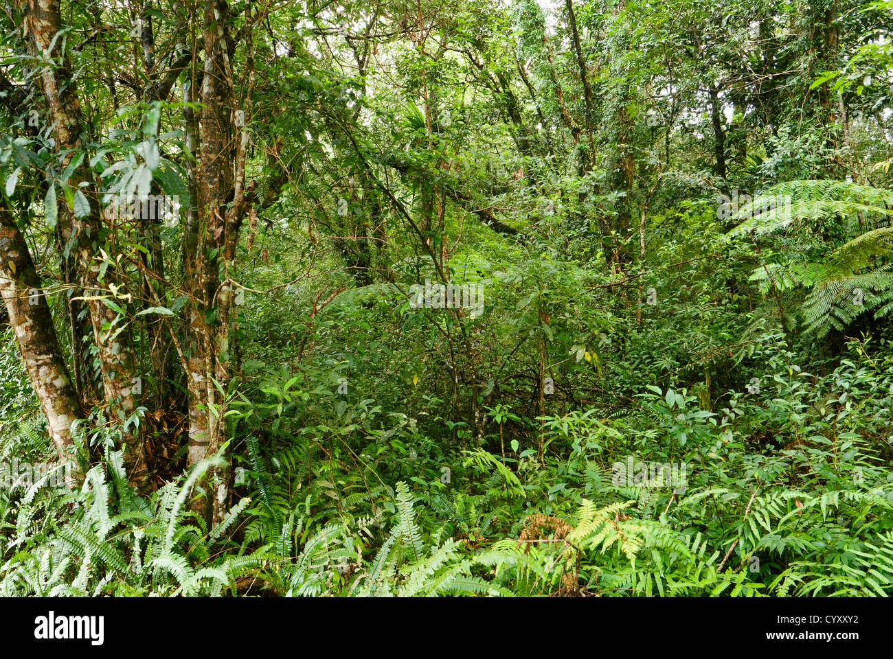 Tropical landscape of rain forest with tree and fern Stock Photo - Alamy