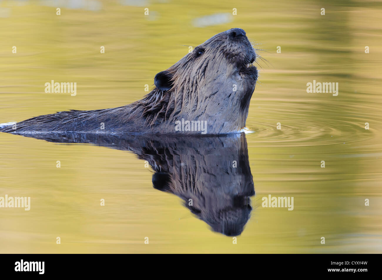 American Beaver (Castor canadensis) sniffs for lurking predators, Grand ...