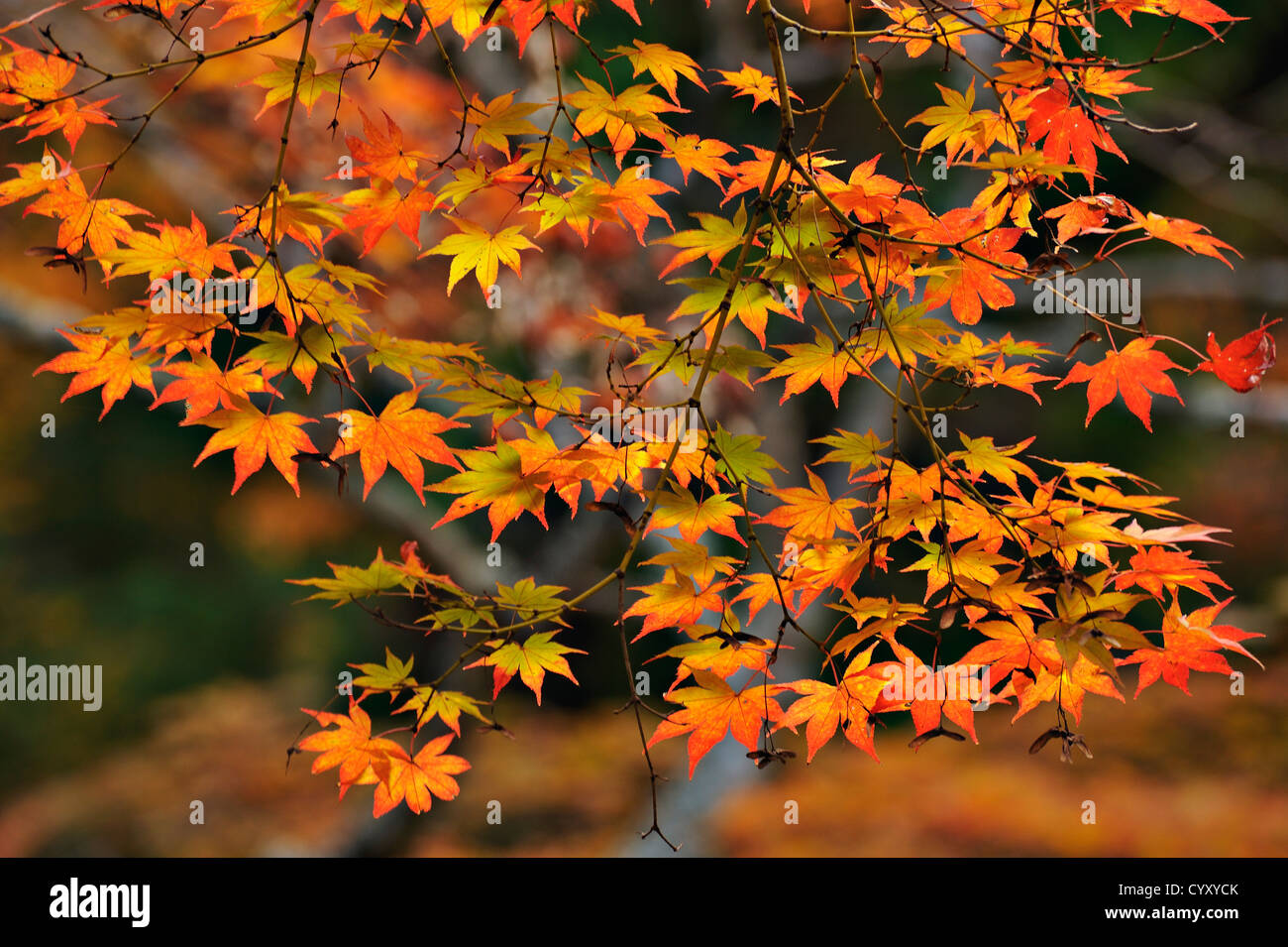 Maple trees hi-res stock photography and images - Alamy