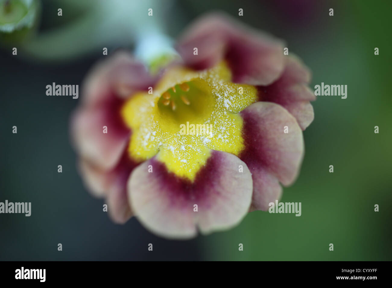 Purple auricula hi-res stock photography and images - Alamy