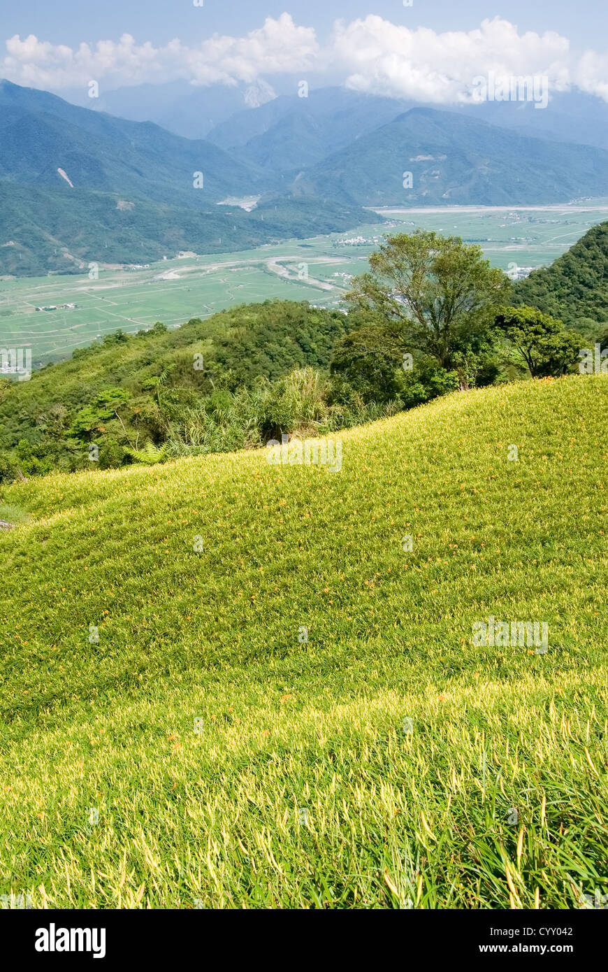 It is beautiful and colorful tiger lily farm Stock Photo - Alamy
