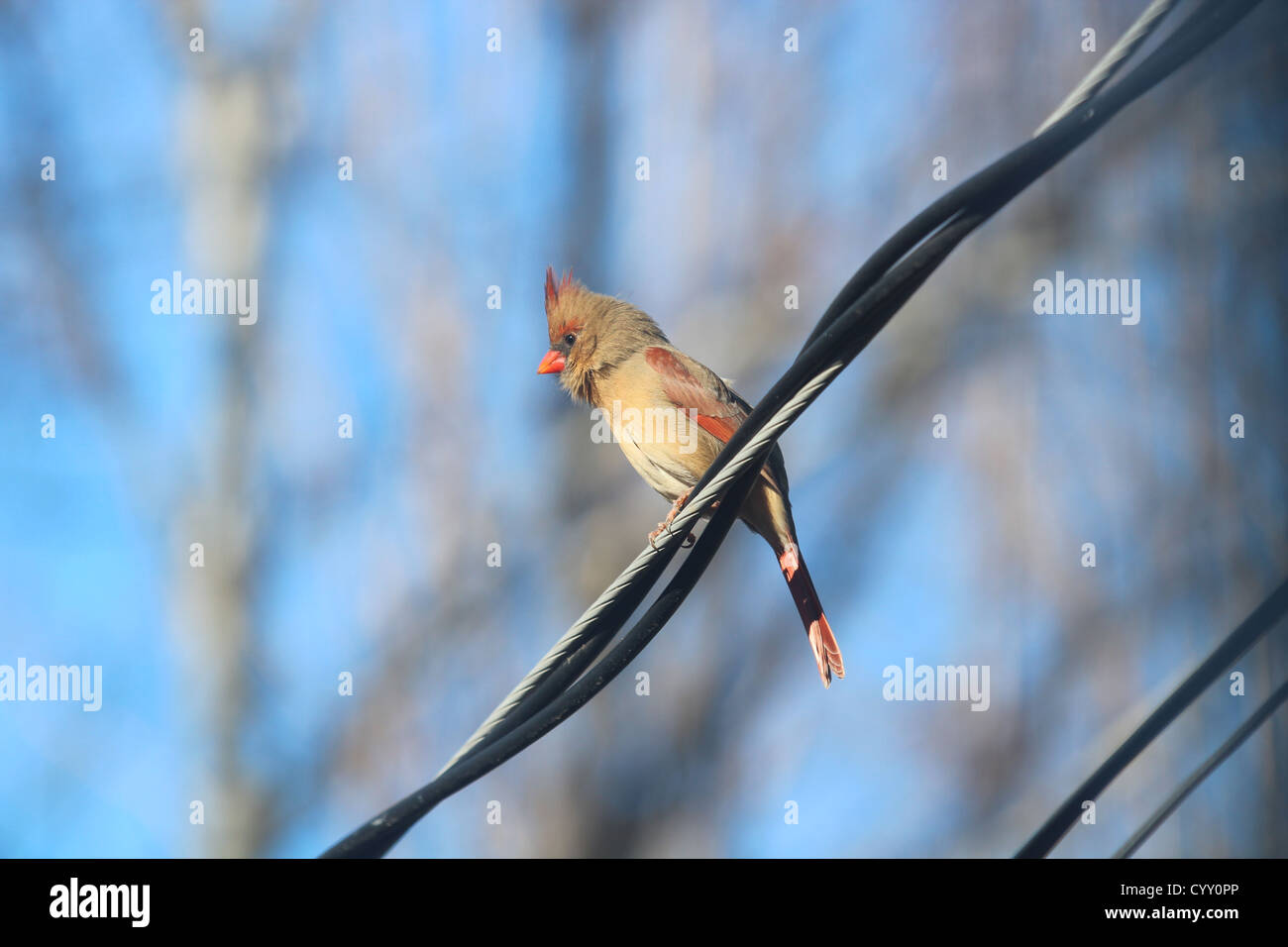 Female Cardinal on power line blurred background Stock Photo - Alamy