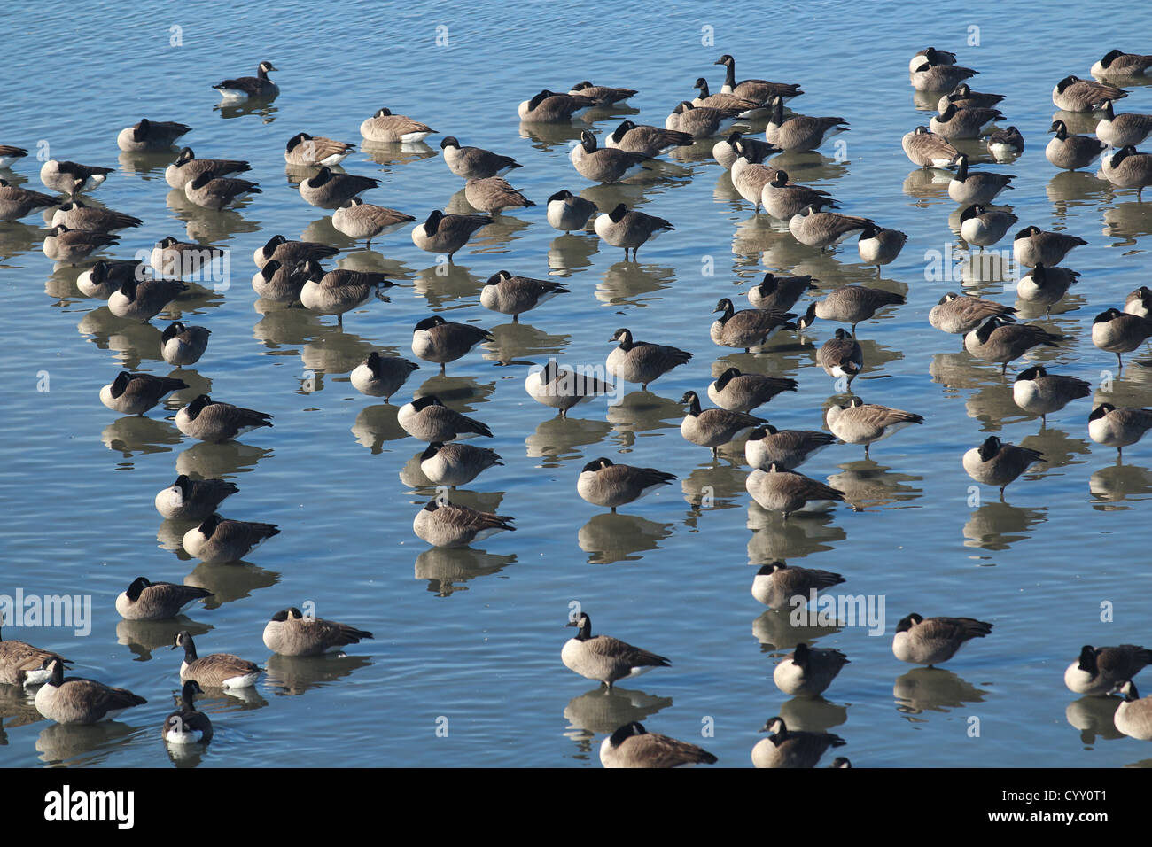 Life cycle of geese hi-res stock photography and images - Alamy