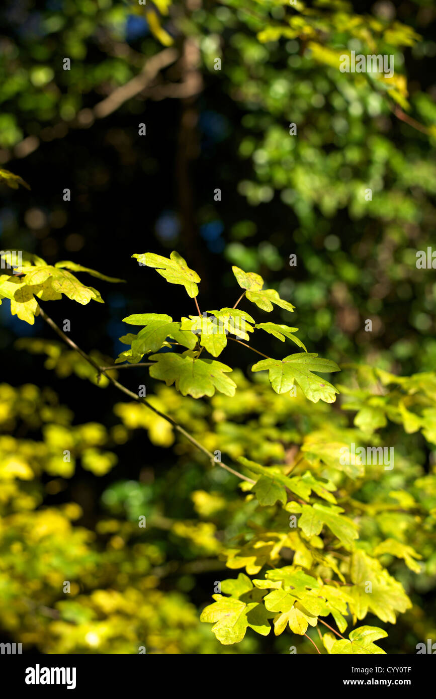 The Golden leaves of a Field Maple "Acer Campestre" deciduous broadleaf ...