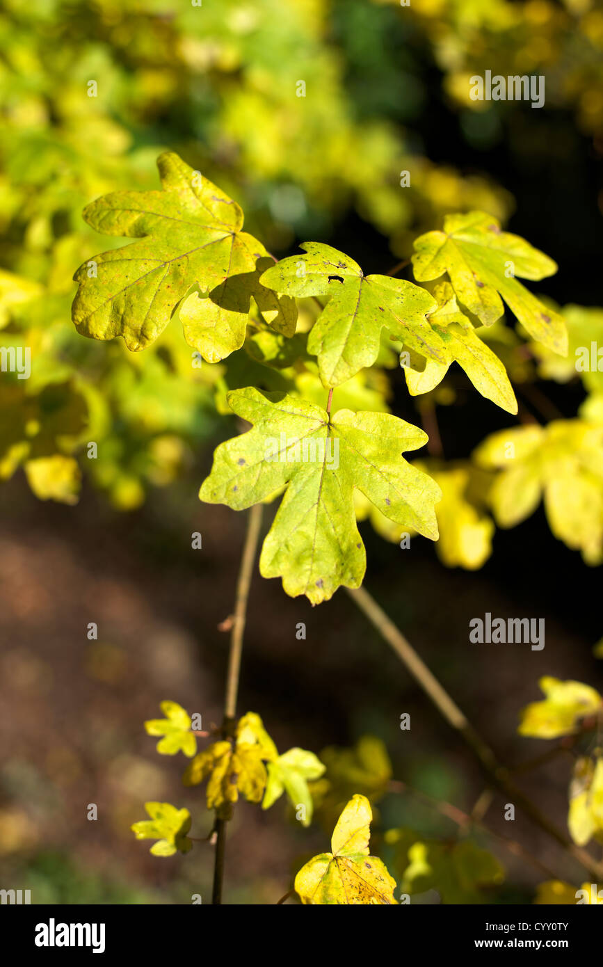 The Golden leaves of a Field Maple "Acer Campestre" deciduous broadleaf ...