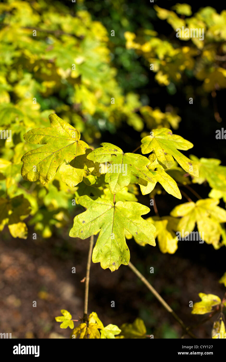 Field maple hi-res stock photography and images - Alamy