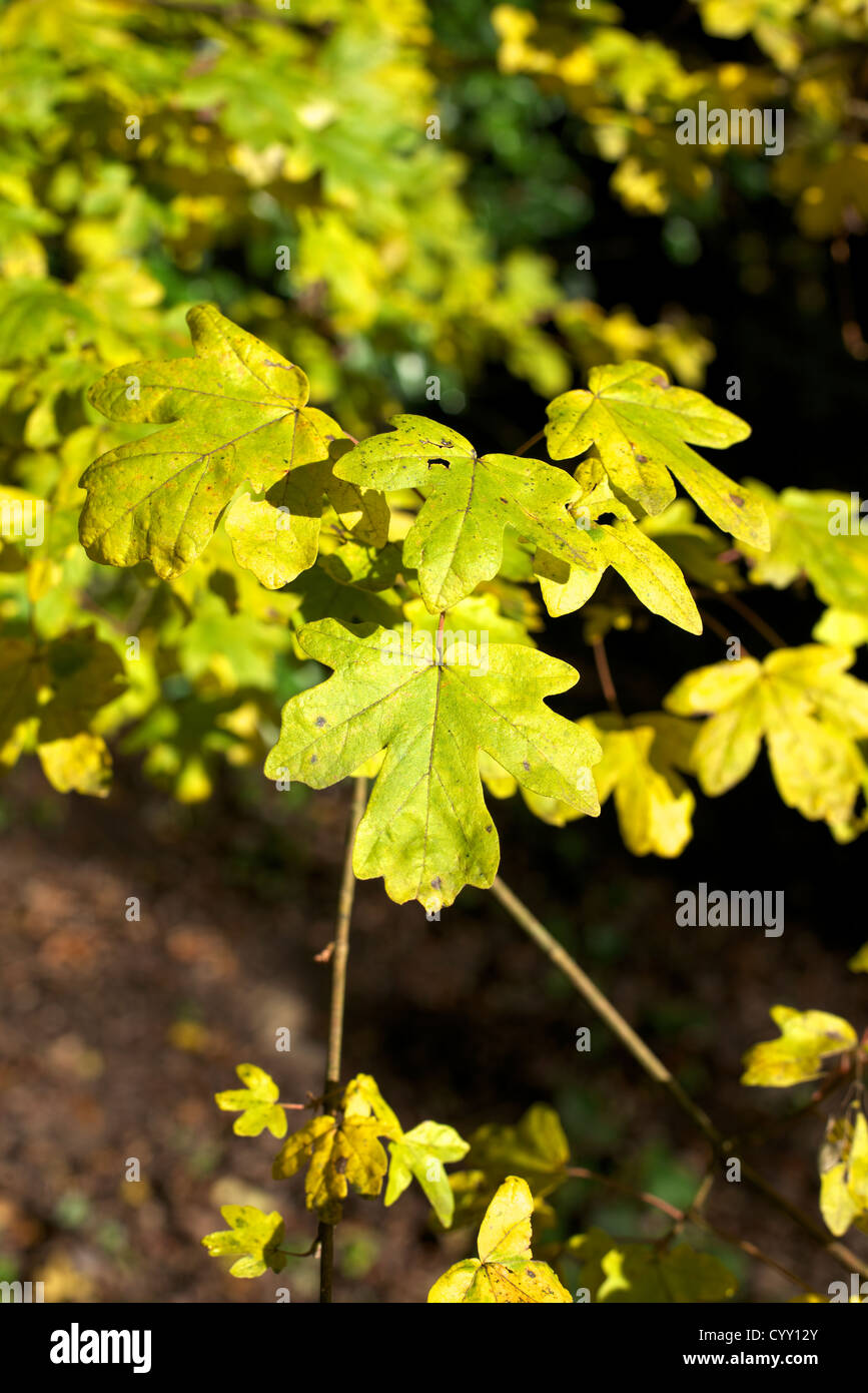 Field maple hi-res stock photography and images - Alamy