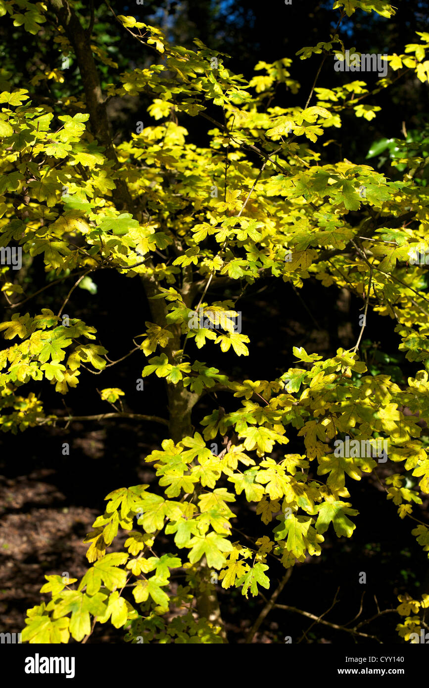 The Golden leaves of a Field Maple "Acer Campestre" deciduous broadleaf ...