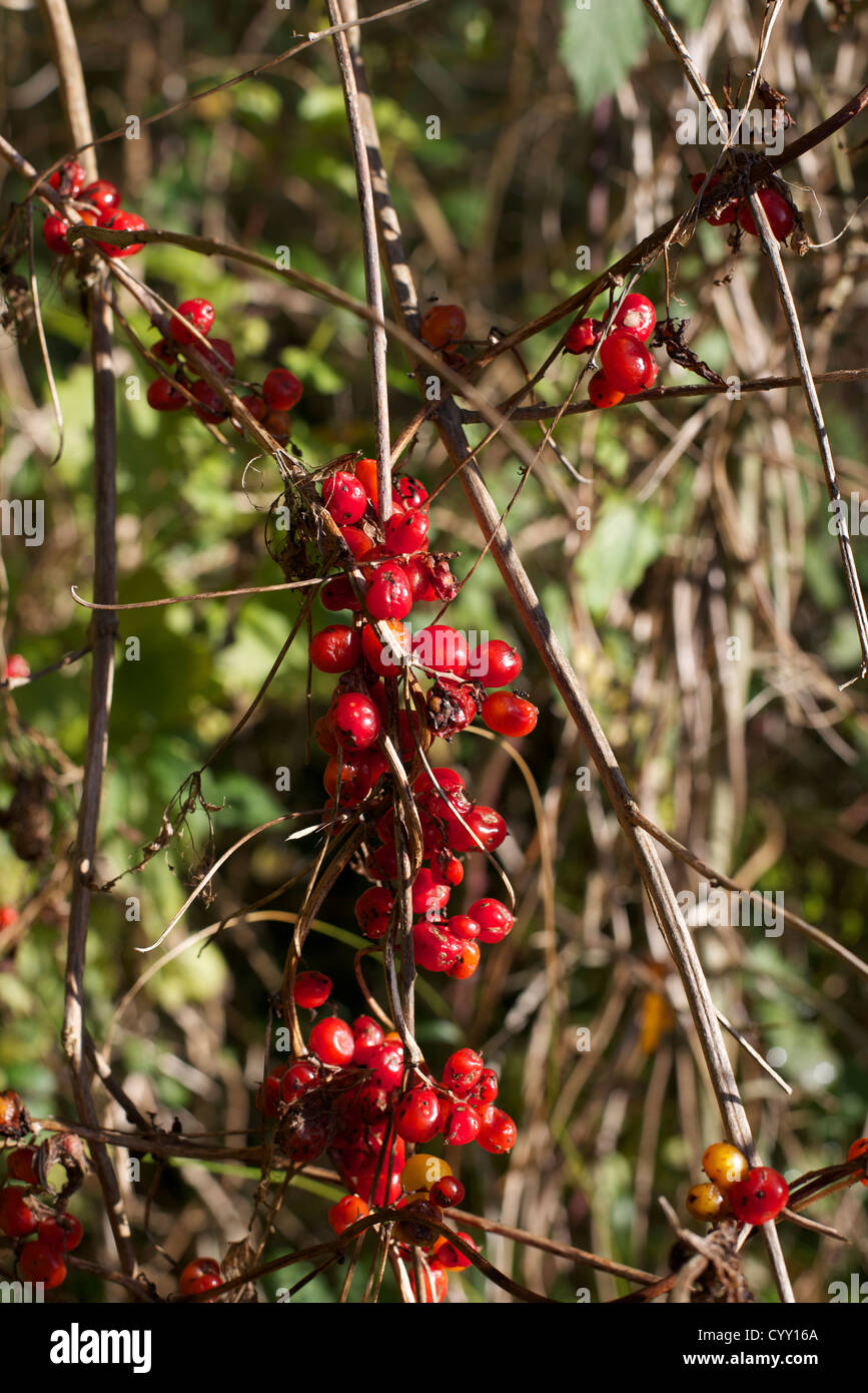 Black Bryony Dioscorea Tamus Communis Toxic Red Berries growing in a ...