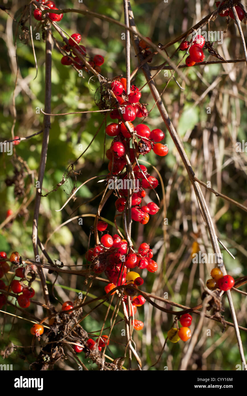Black Bryony Dioscorea Tamus Communis Toxic Red Berries growing in a ...