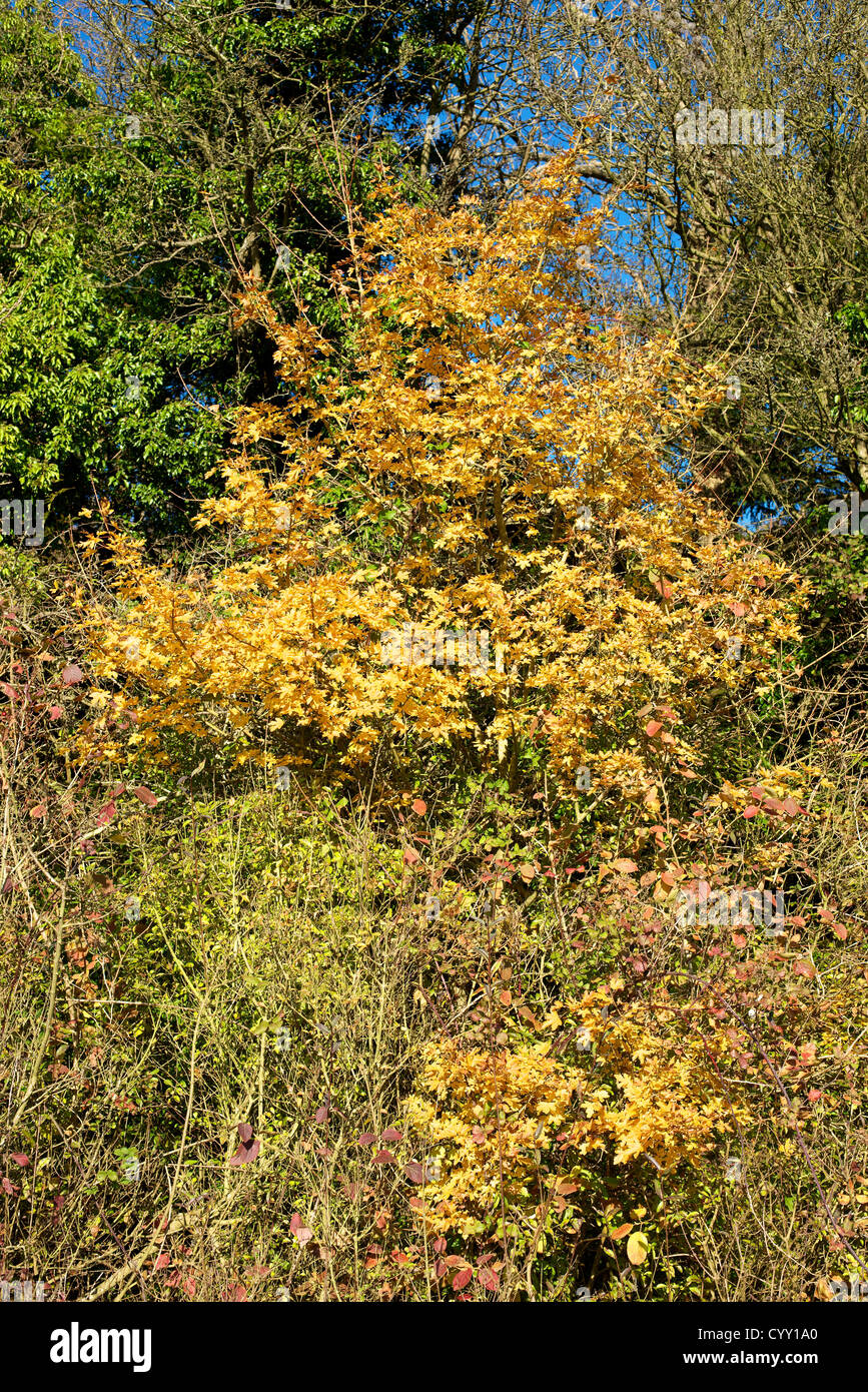 Golden leaves of a Field Maple "Acer Campestre" deciduous broadleaf ...