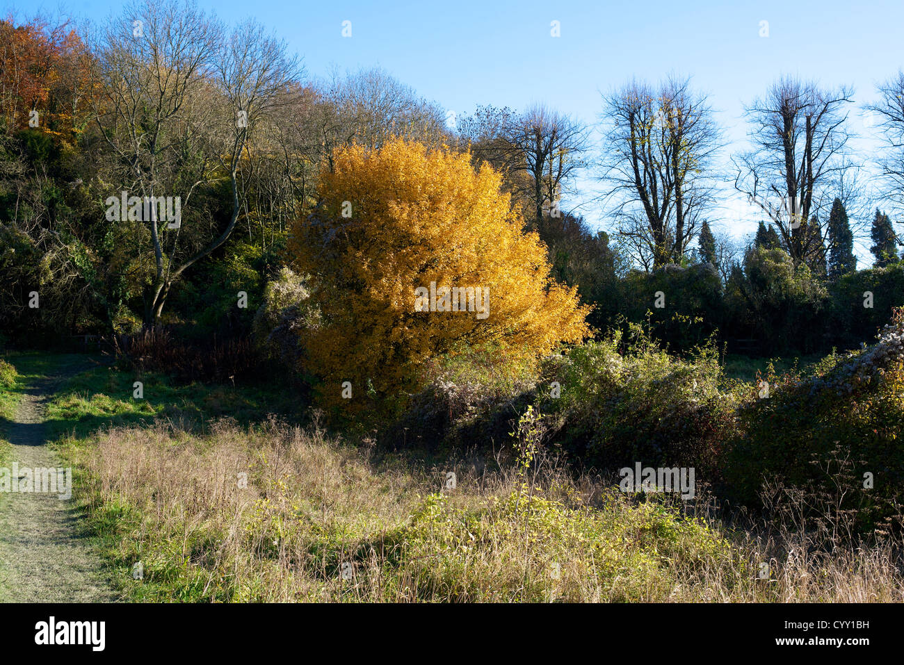 Maplin tree hi-res stock photography and images - Alamy