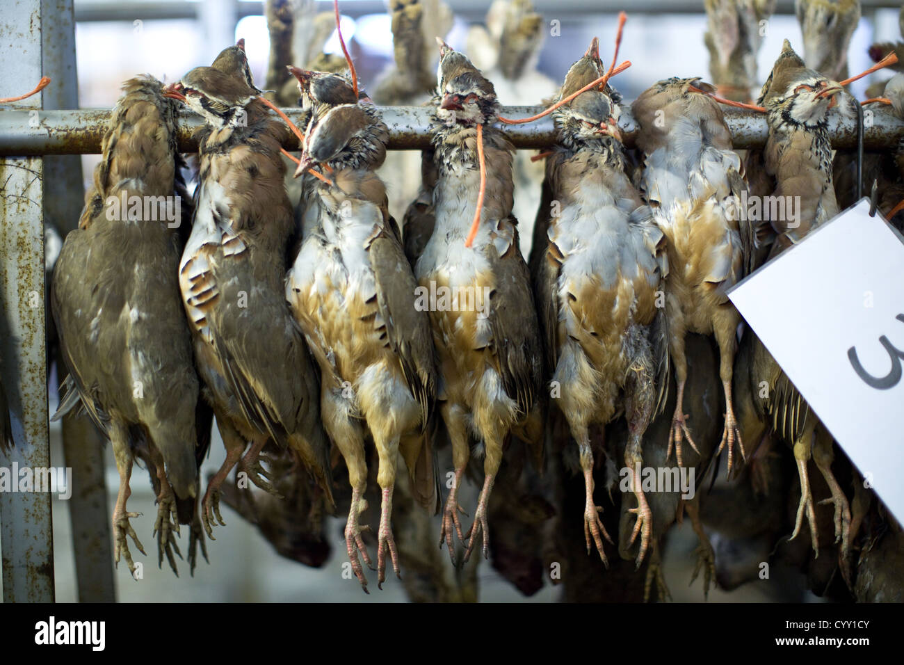 Dead partridge hi-res stock photography and images - Alamy